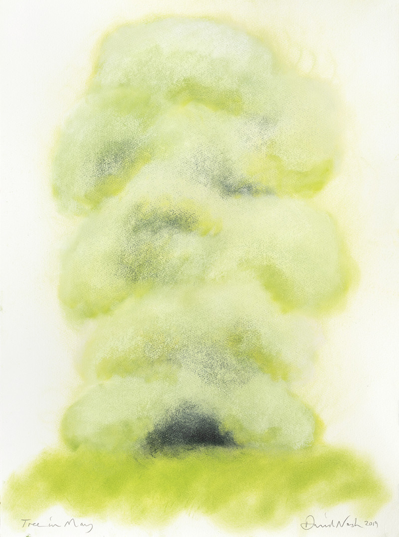 DAVID NASH